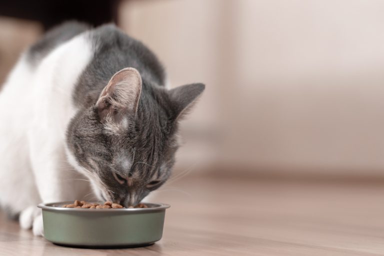 Understanding Feline Tooth Resorption: Causes, Symptoms, and Treatment ...